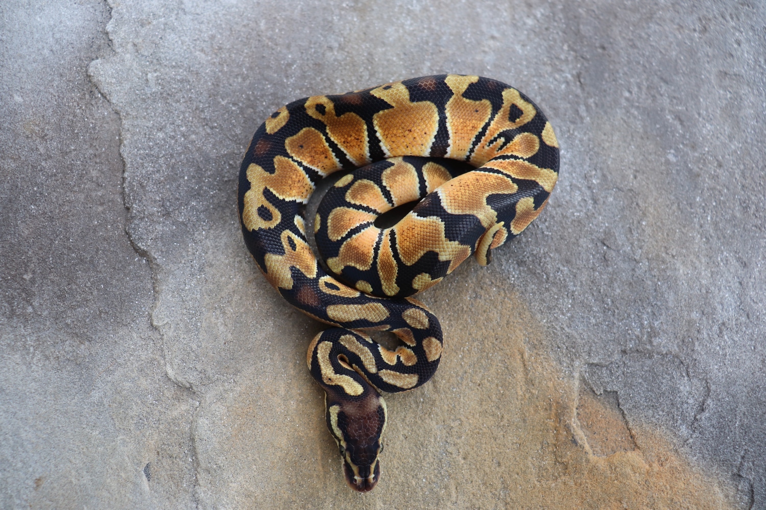 Pastel Enchi Ball Python by 4Z Exotics - MorphMarket