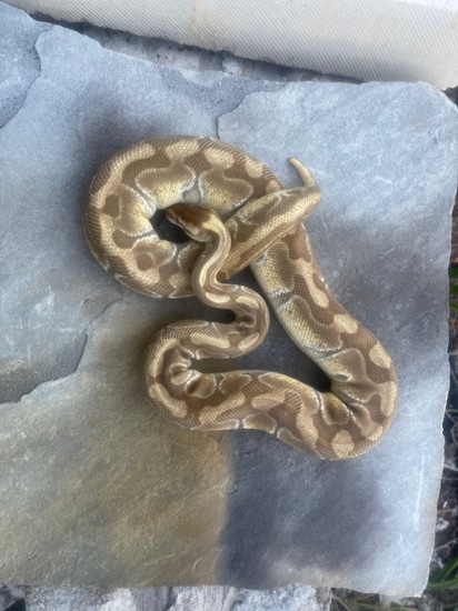 Lesser Enchi Woma Ball Python by 4Z Exotics