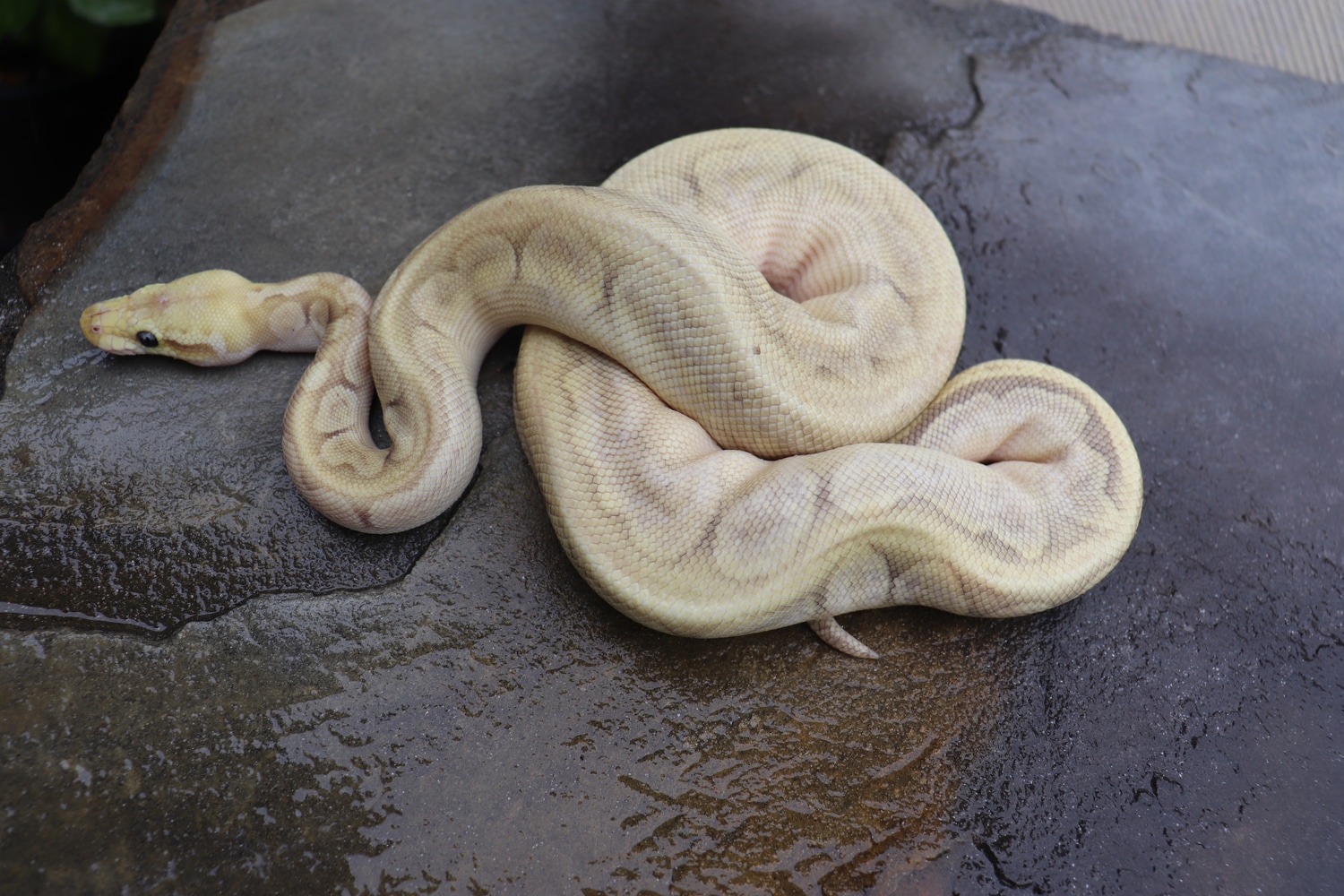 Black Pewter Bamboo Ball Python by 4Z Exotics - MorphMarket