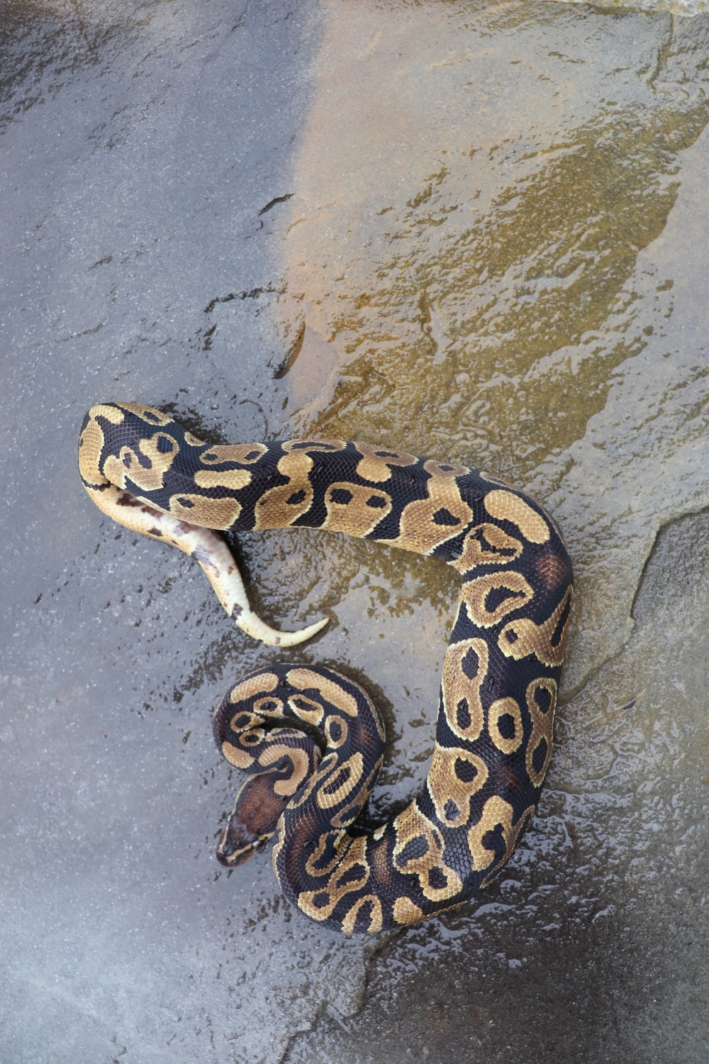 Volta Ball Python by 4Z Exotics - MorphMarket