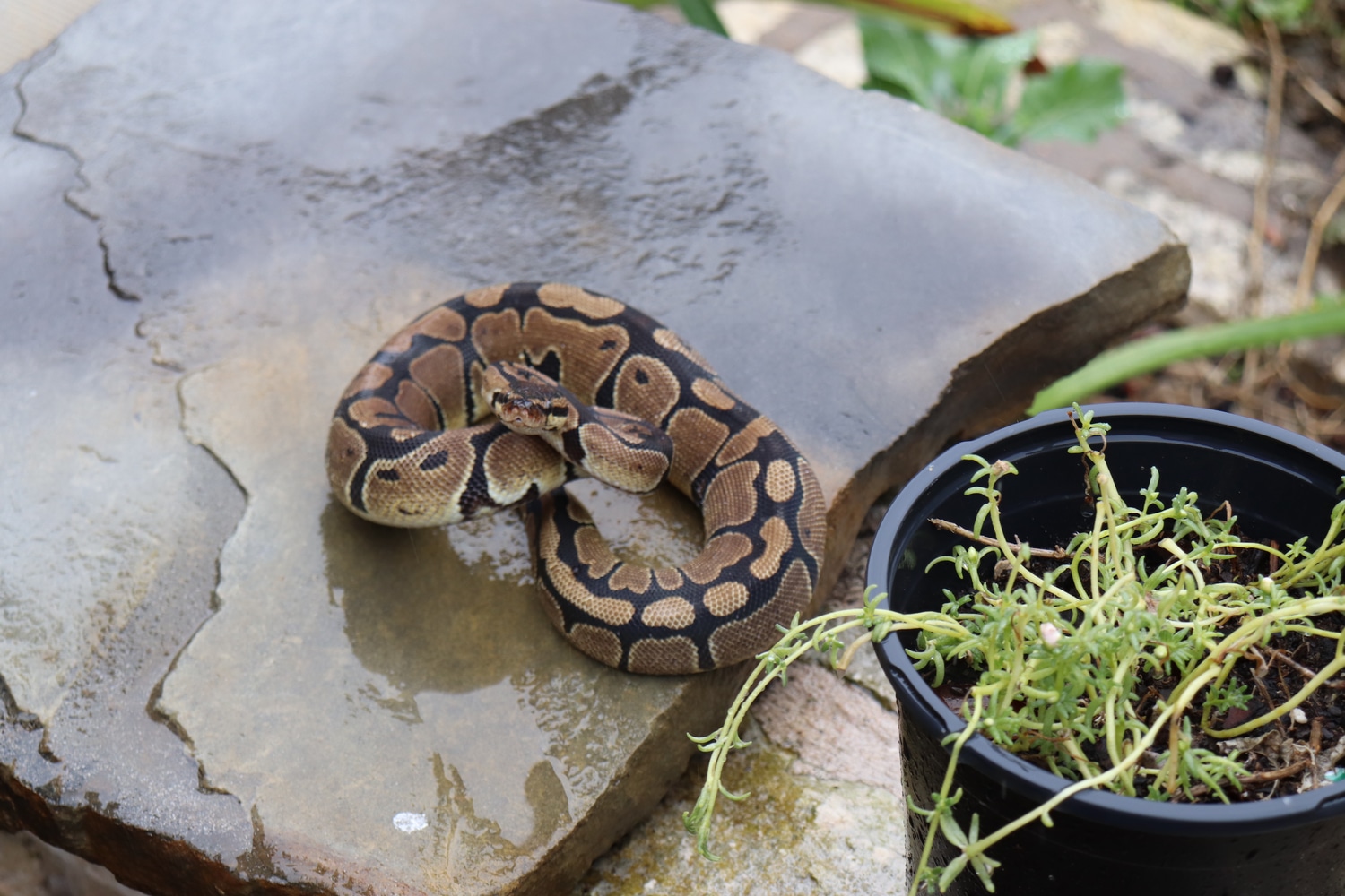 Normal Ball Python by 4Z Exotics - MorphMarket