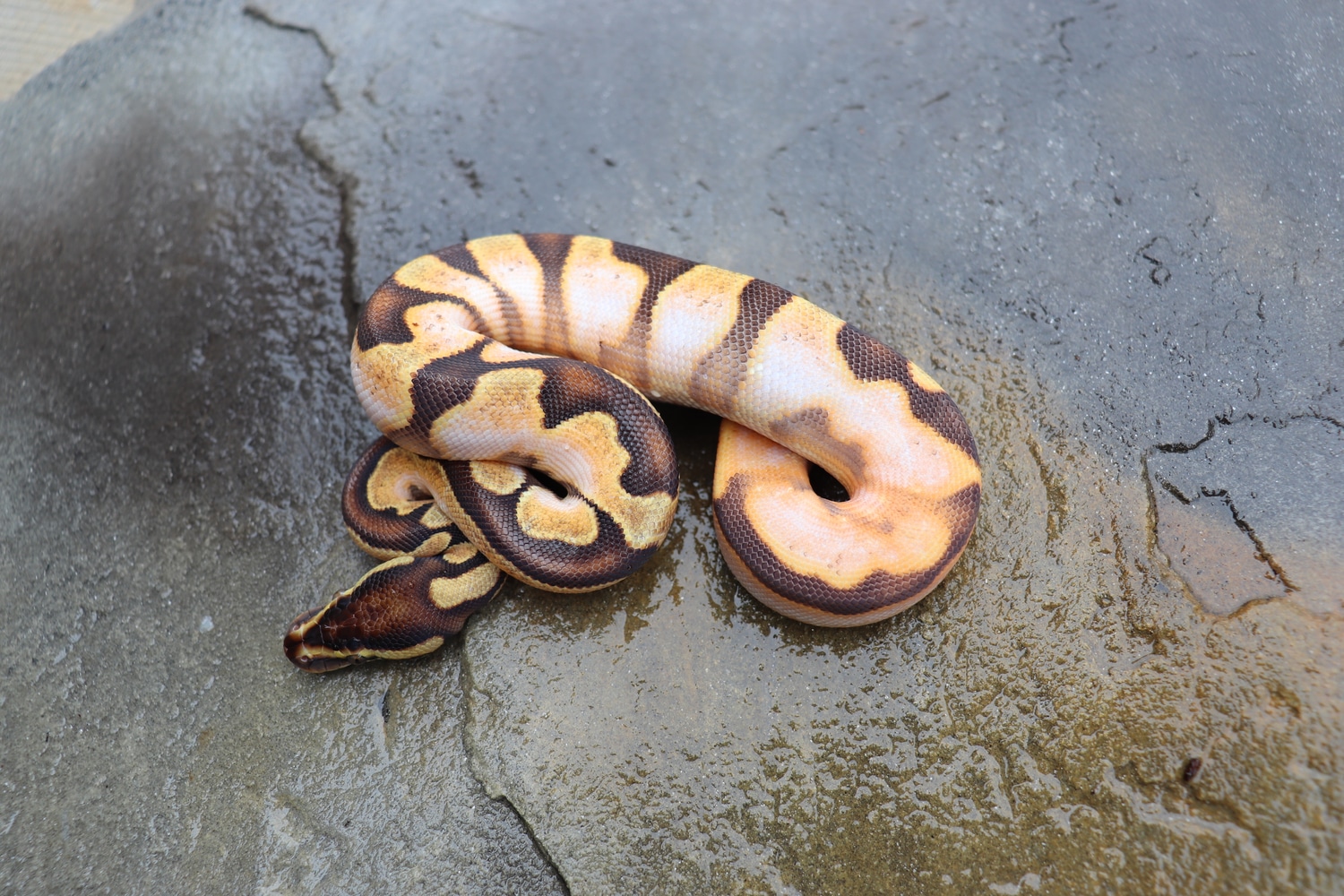 2022 Orange Dream Calico Jungle Woma Ball Python by 4Z Exotics ...