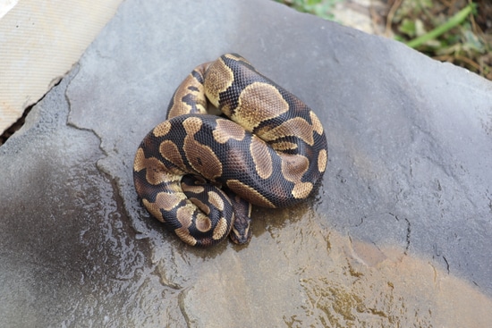 Dinker Trio Ball Python by 4Z Exotics