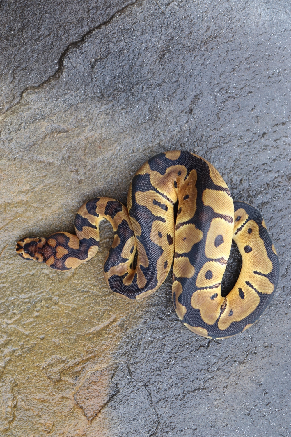 Leopard Clown Ball Python by 4Z Exotics - MorphMarket