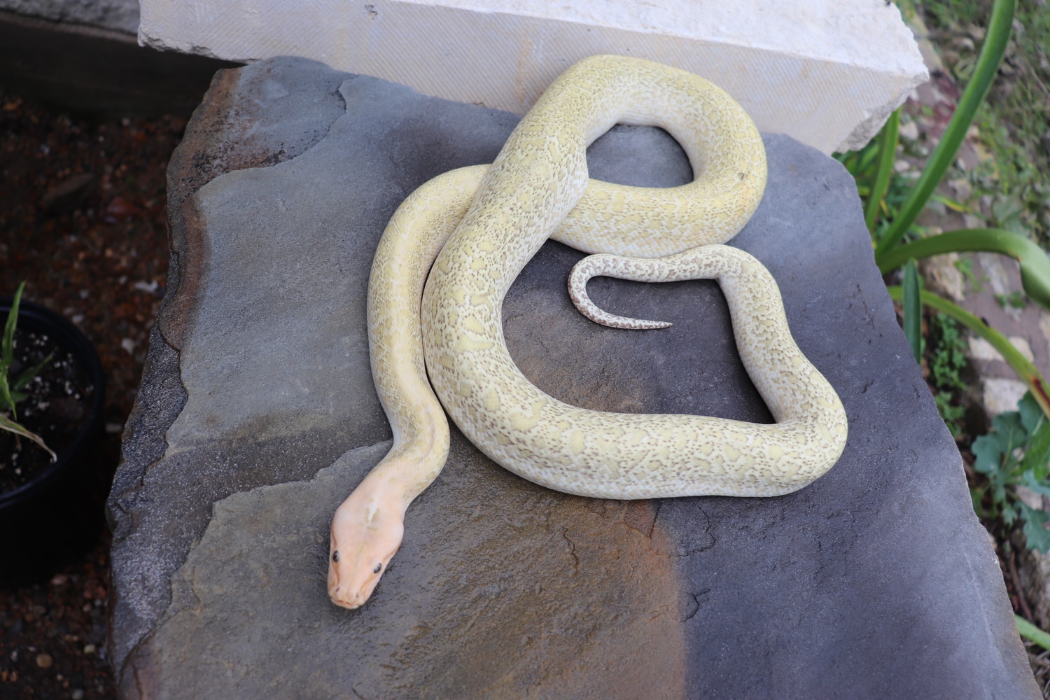 Hypo Granite Het Albino Het Green Paradox Burmese Python by 4Z Exotics ...
