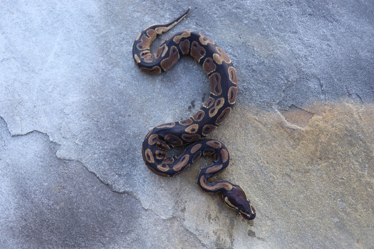 Volta Ball Python by 4Z Exotics - MorphMarket