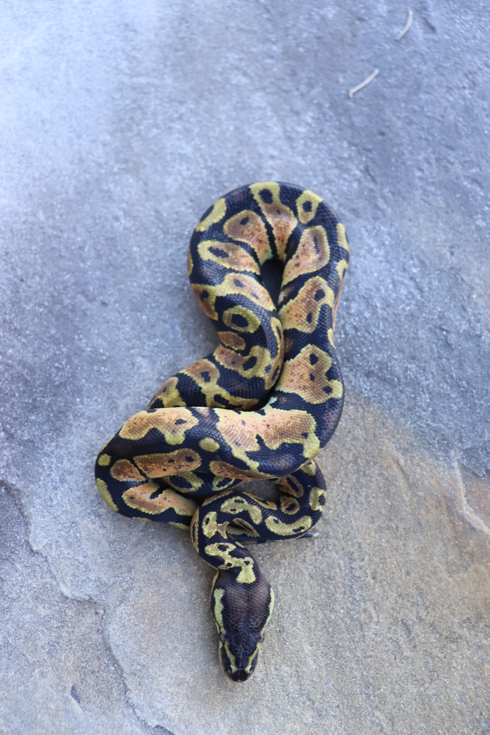 Black Head Pastel Probable Red And Ringer Gene Ball Python by 4Z ...