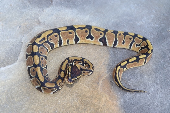 Normal 66% Double Het Lavender Albino Pied Ball Python by 4Z Exotics