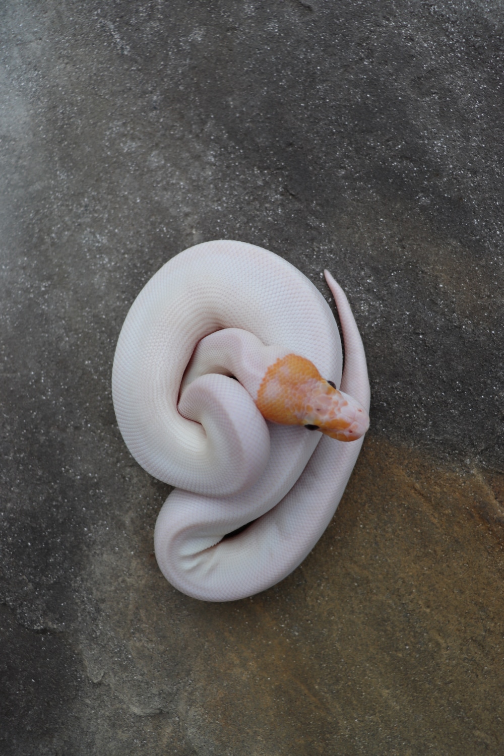 Banana Pinto Pied Ball Python by 4Z Exotics - MorphMarket