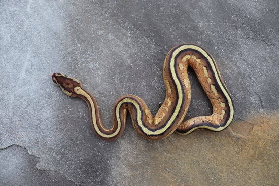 Super Stripe Ball Python by 4Z Exotics