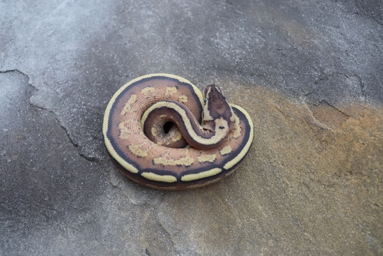 Super Stripe Ball Python by 4Z Exotics