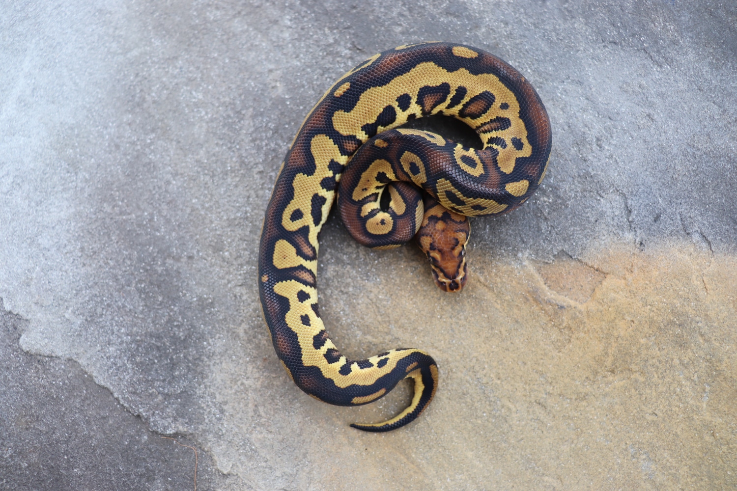 Hurricane Leopard Clown Ball Python by 4Z Exotics - MorphMarket