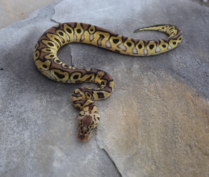 4Z Exotics - MorphMarket