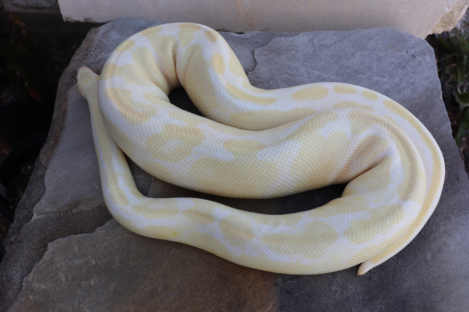 Albino Ball Python by 4Z Exotics - MorphMarket