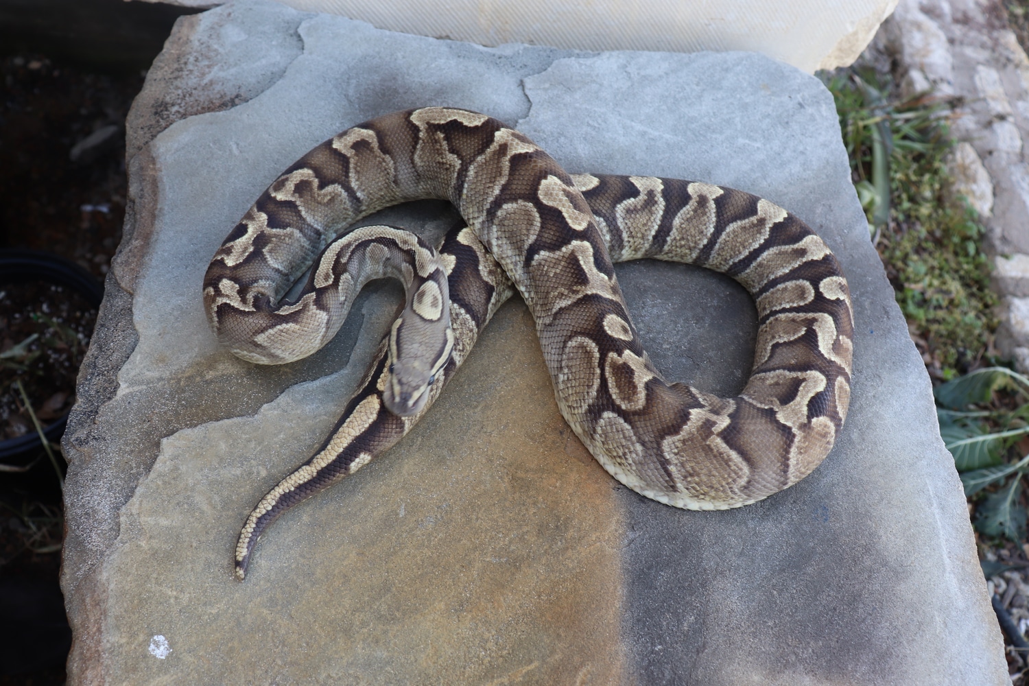 GHI Fire Ball Python by 4Z Exotics - MorphMarket