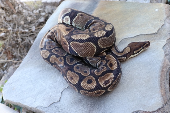 Normal Ball Python by 4Z Exotics