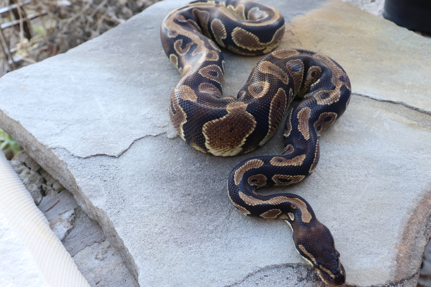 Normal Ball Python by 4Z Exotics - MorphMarket
