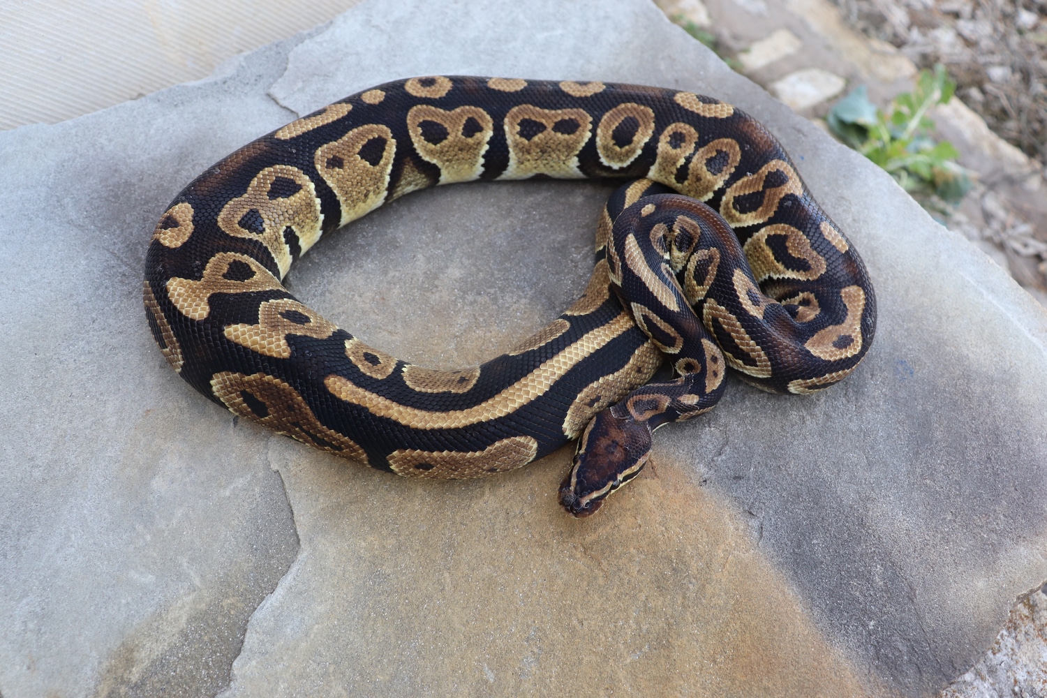 Bongo Ball Python by 4Z Exotics - MorphMarket
