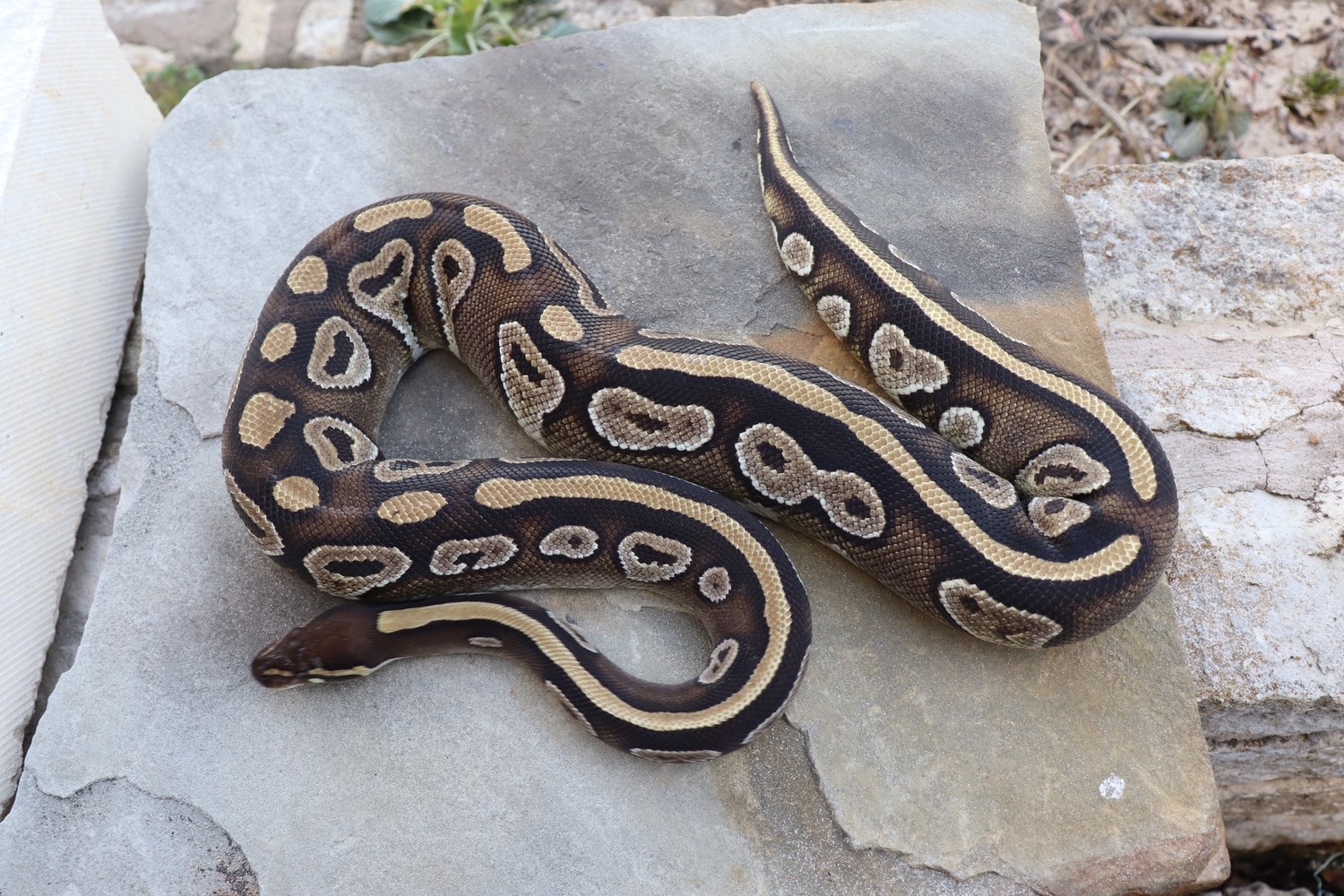 Mojave Ball Python by 4Z Exotics - MorphMarket