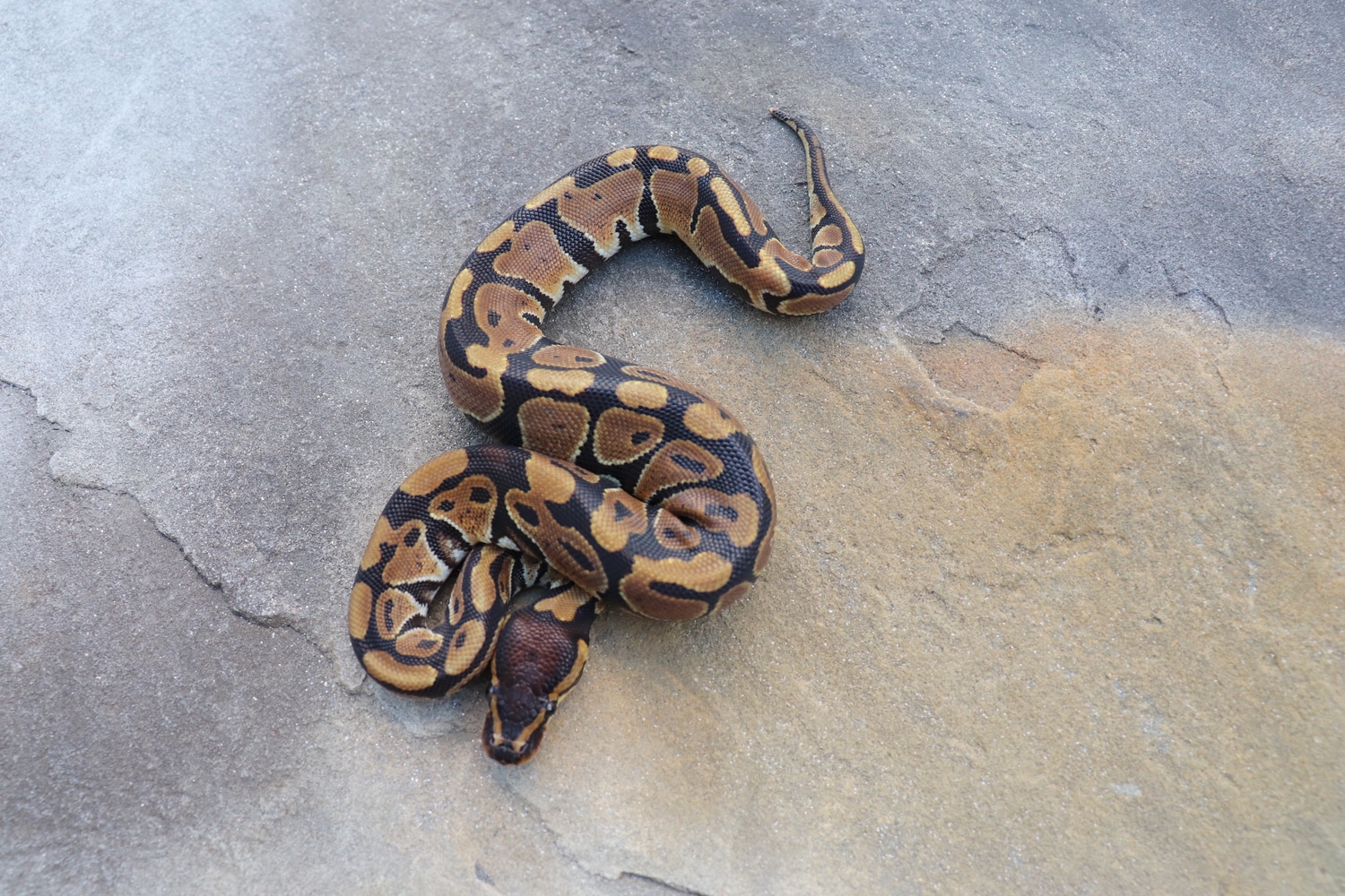 Double Het Albino Clown Ball Python by 4Z Exotics - MorphMarket