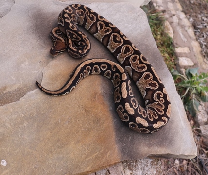 4Z Exotics - MorphMarket