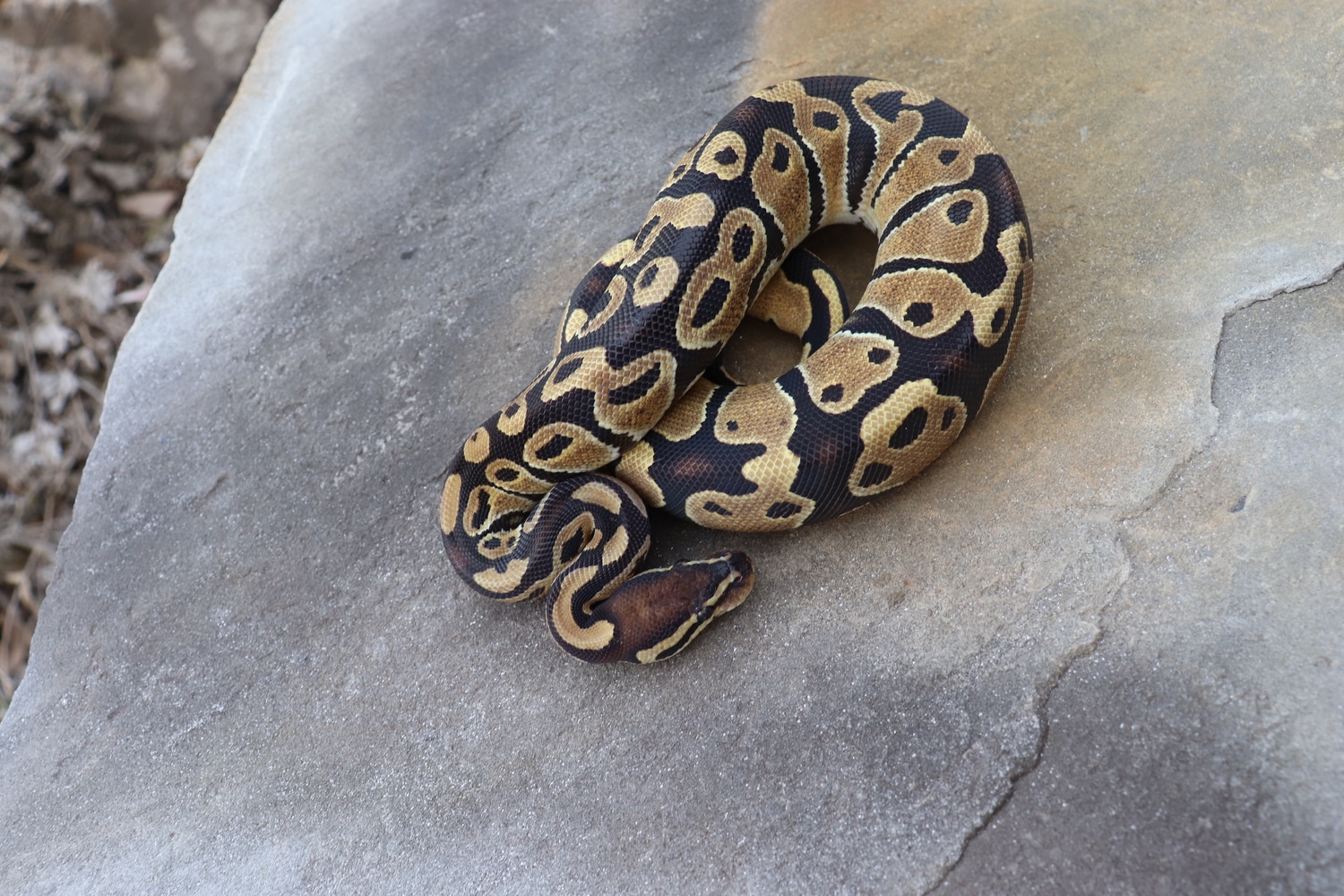 Volta Ball Python by 4Z Exotics - MorphMarket