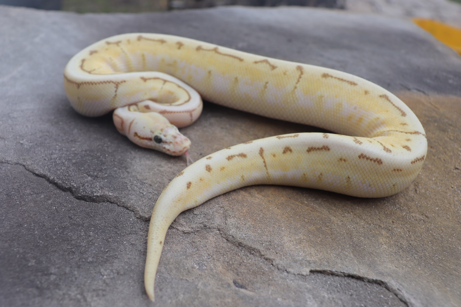 Pastel Spider Pinstripe Calico Lesser Ball Python by 4Z Exotics ...