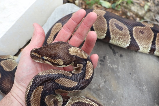 Normal Possible Volta Ball Python by 4Z Exotics