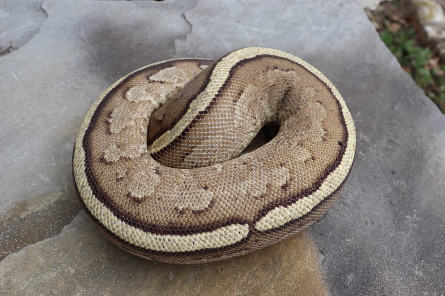 Super Stripe Ball Python by 4Z Exotics - MorphMarket