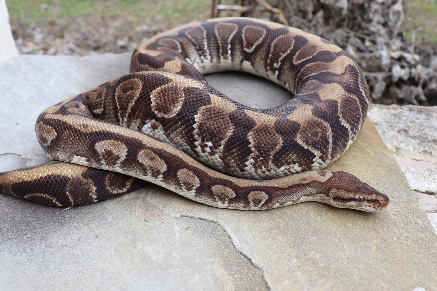 Hidden Gene Woma Yellow Belly Ball Python By 4z Exotics Morphmarket