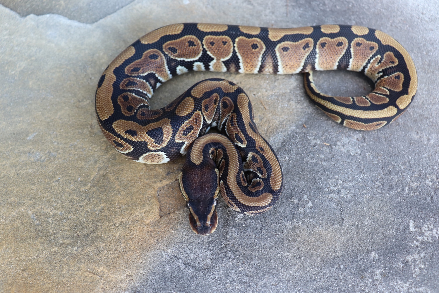 Normal Possible Hurricane Ball Python by 4Z Exotics - MorphMarket
