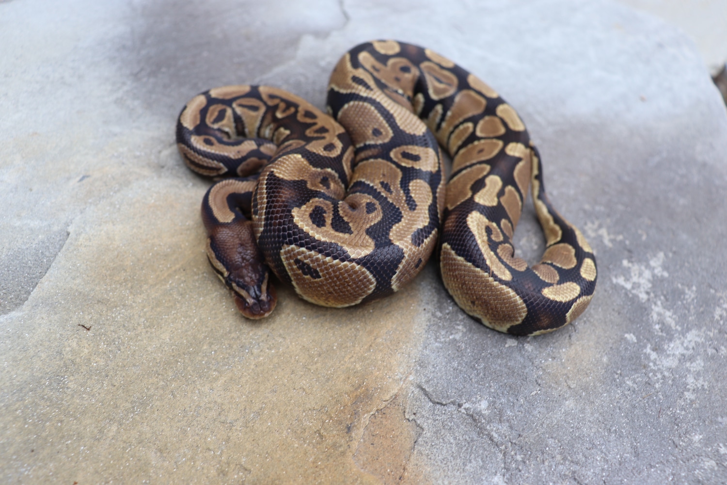 Volta Ball Python by 4Z Exotics - MorphMarket