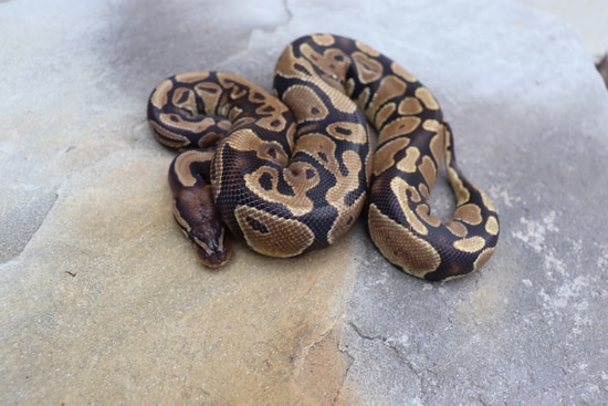 Volta Ball Python By 4z Exotics