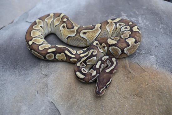 Lesser Red Gene Ball Python by 4Z Exotics