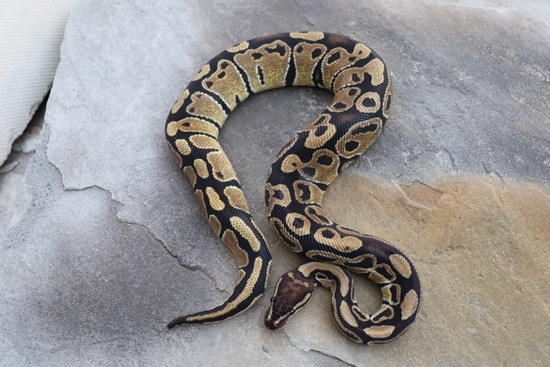 2022 Volta Female Ball Python by 4Z Exotics