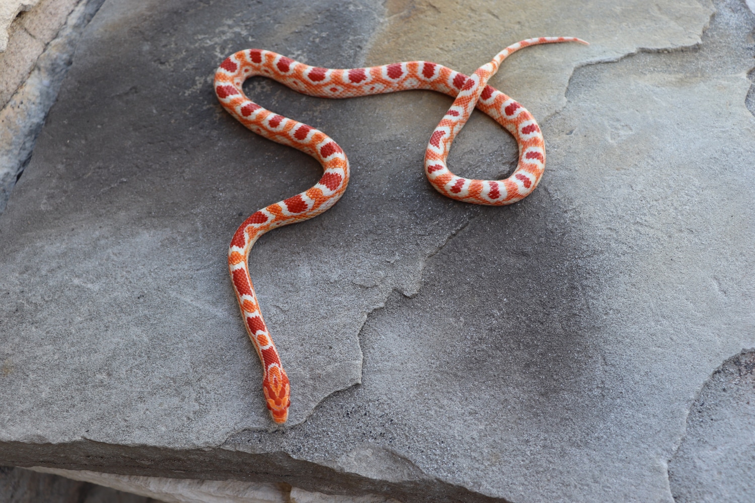 Amelanistic Corn Snake by 4Z Exotics - MorphMarket
