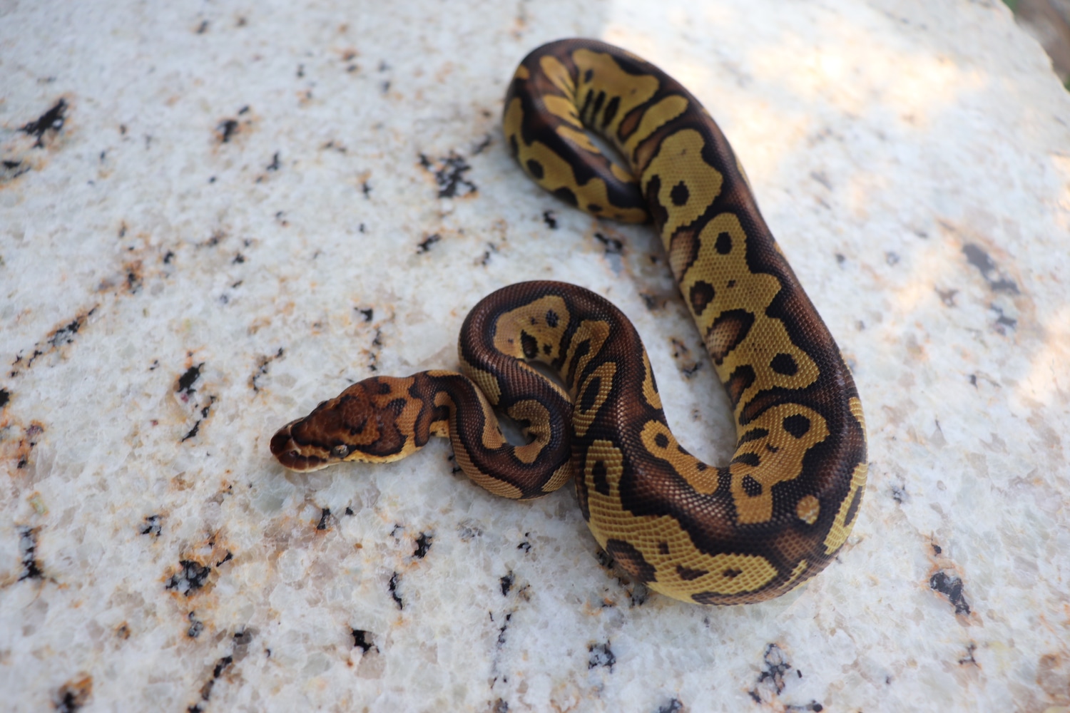 Hurricane Leopard Clown Ball Python by 4Z Exotics - MorphMarket