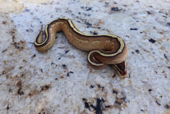 Super Stripe Ball Python by 4Z Exotics