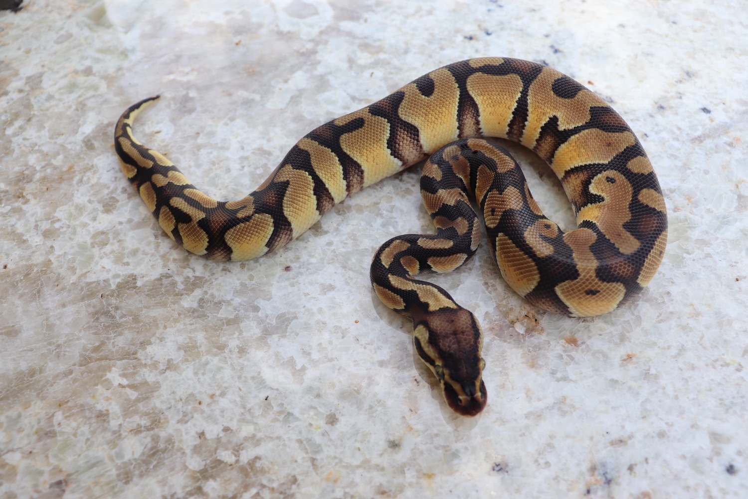 Pastel Orange Dream Double Het Albino Clown Ball Python by 4Z Exotics ...
