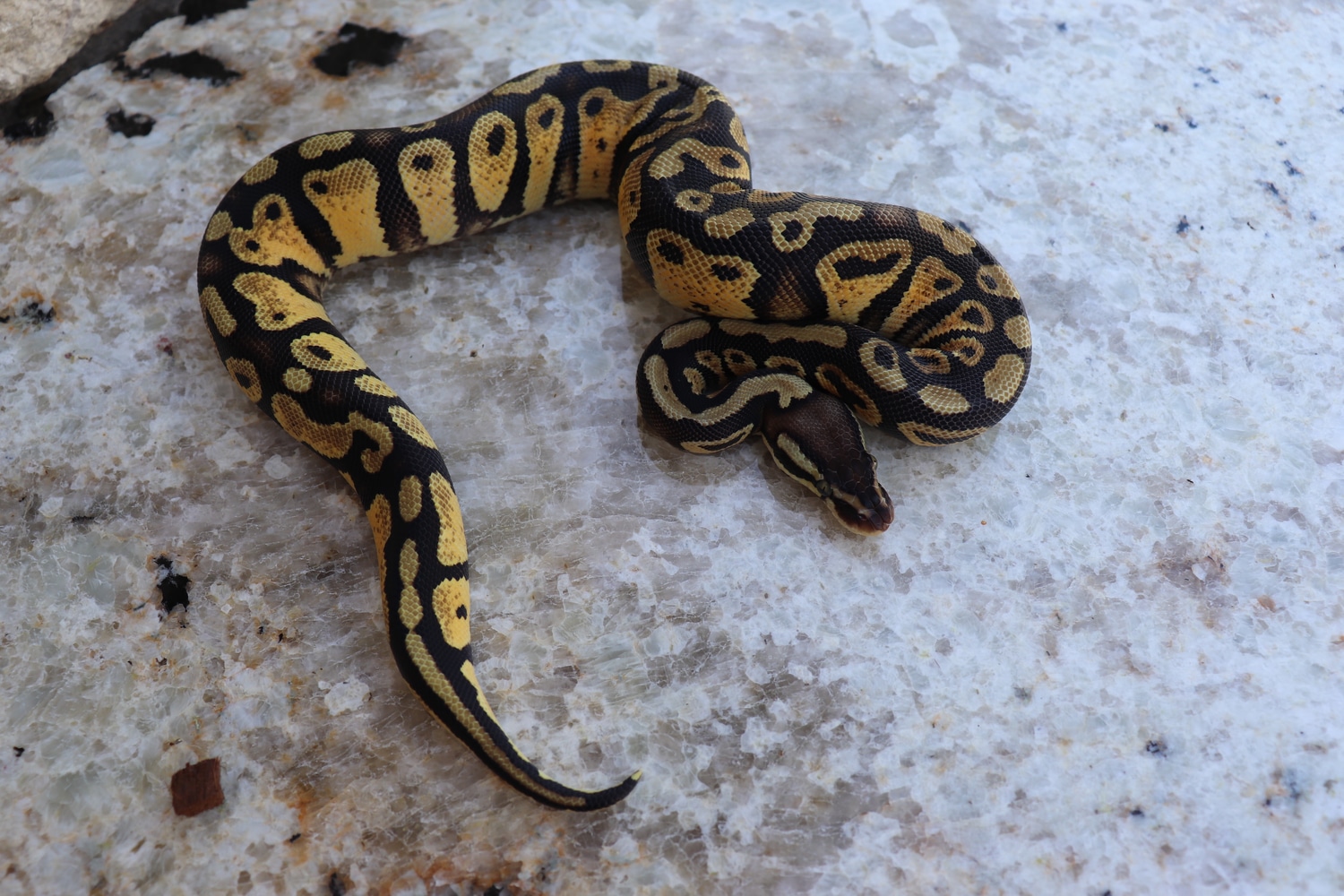 Pastel Yellow Belly/Specter Pos Het Paint Ball Python by 4Z Exotics - MorphMarket