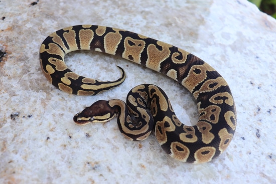 Triple Het Hypo Clown Pied Ball Python by 4Z Exotics