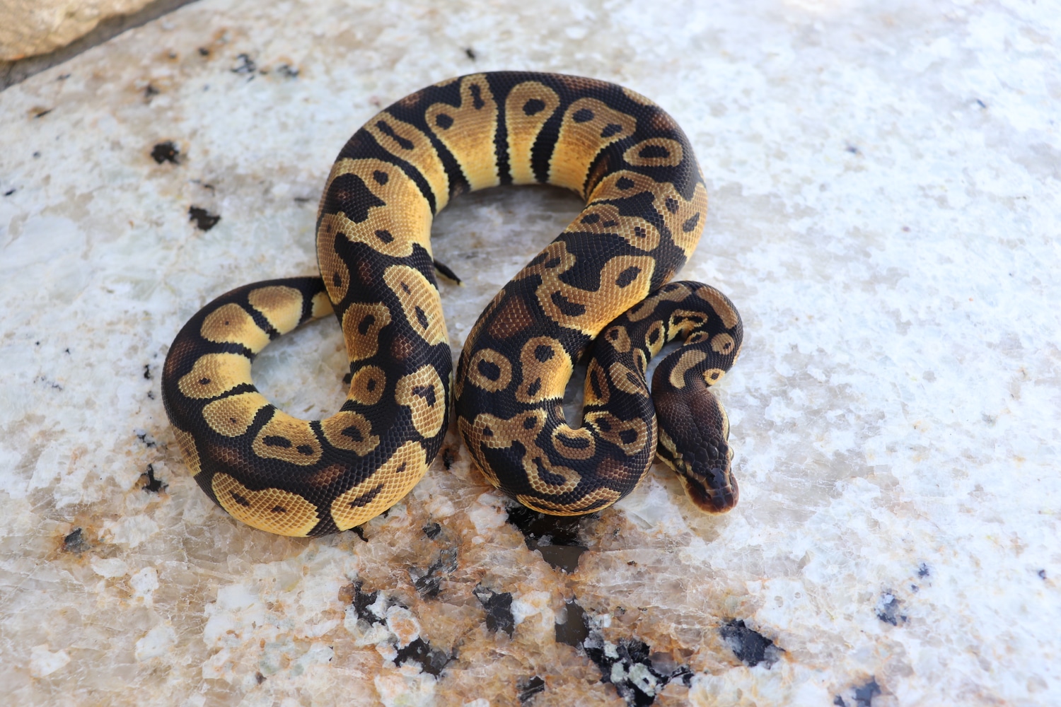 Pastel Blackhead Red Gene Ball Python by 4Z Exotics - MorphMarket