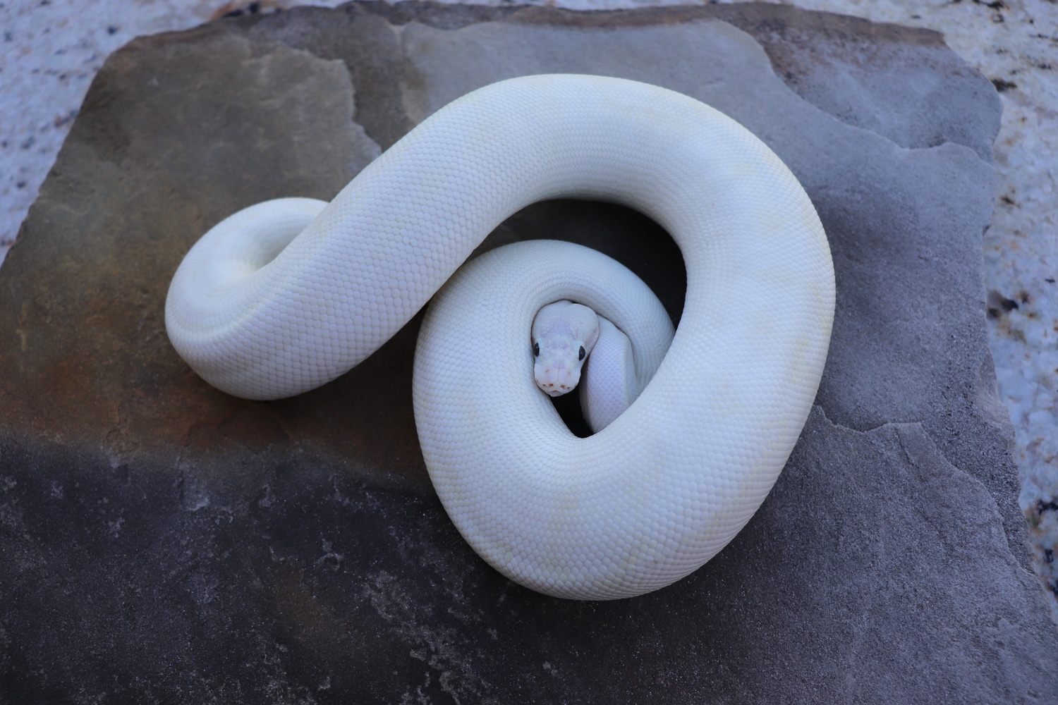 Ivory Pastel 100% Het Paint Or Visual Paint Ball Python by 4Z Exotics - MorphMarket
