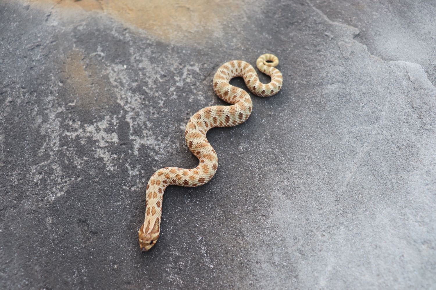 Lemon Ghost 66% Het Albino 50% Het Axanthic Possible Het Sable Western ...