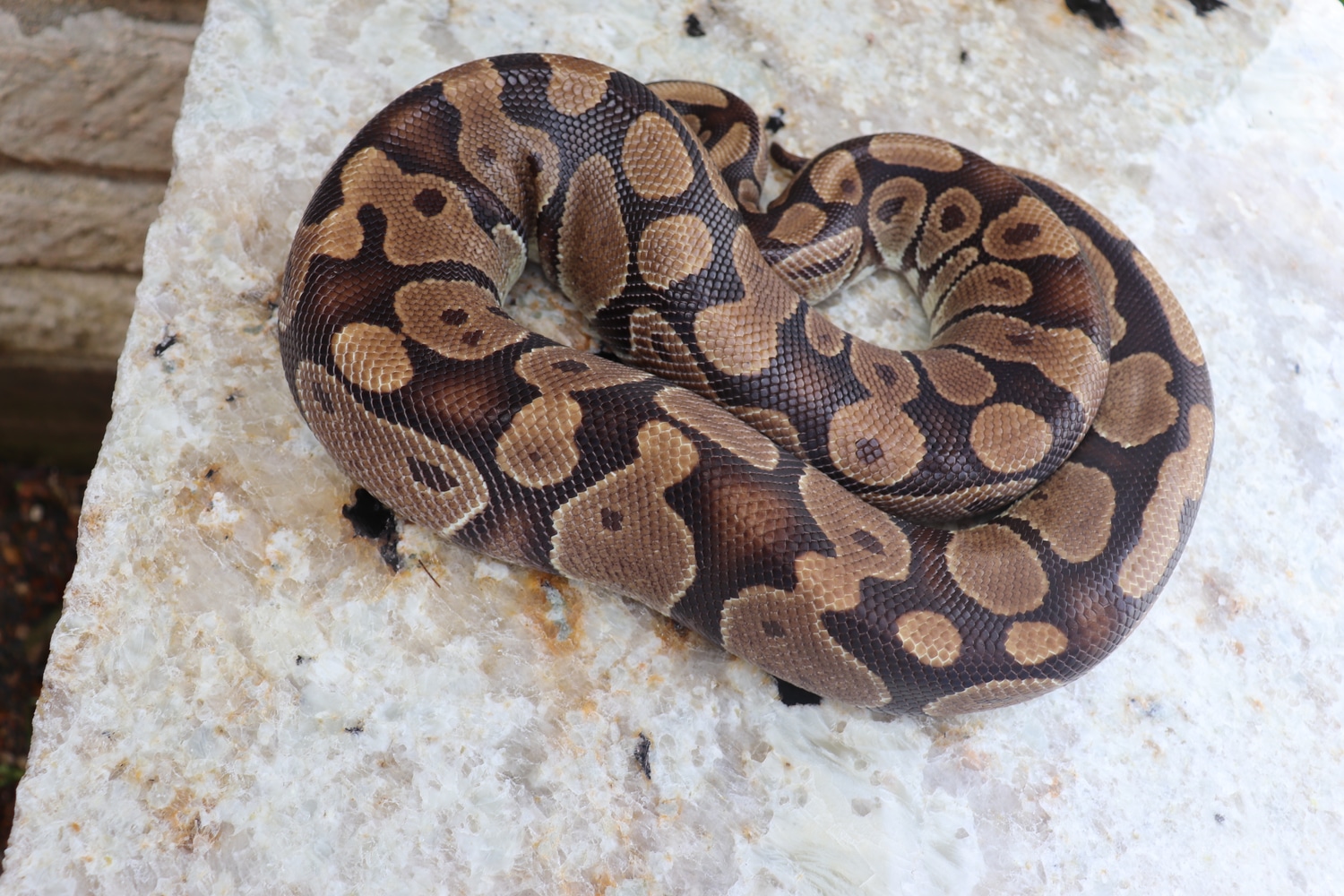 Het Ultramel Ball Python by 4Z Exotics - MorphMarket