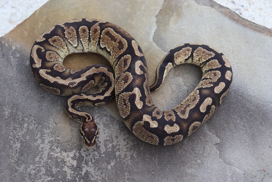 Paint Ball Python by 4Z Exotics