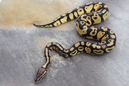 Pastel Yellow Belly/Specter Pos Het Paint Ball Python by 4Z Exotics