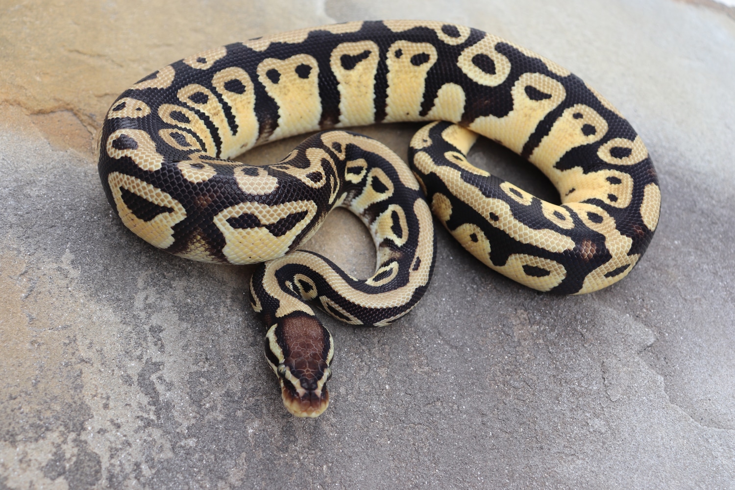 Pastel Yellow Belly/Specter Het Paint Ball Python by 4Z Exotics ...