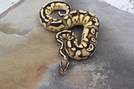 FireFly Yellow Belly/Specter Prob Het Paint Ball Python by 4Z Exotics