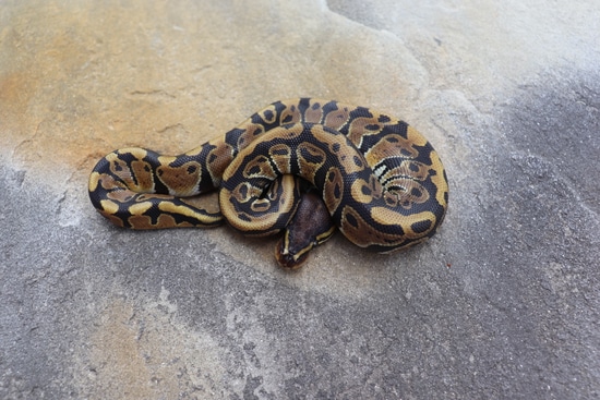 Hurricane 66% Het Ultramel Ball Python by 4Z Exotics